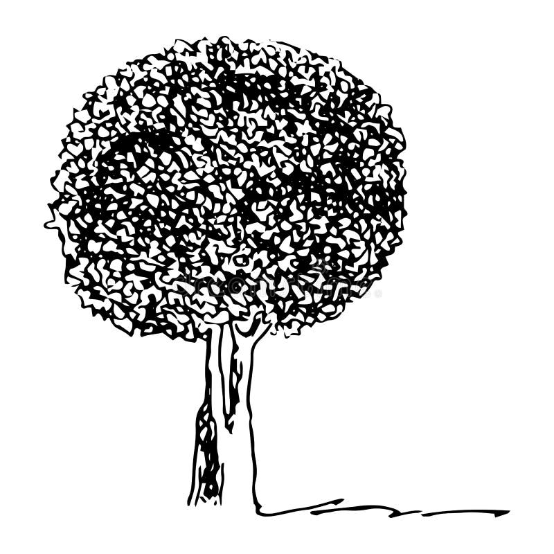 Tree with Round Crown, Graphic Style, Outline Drawing. Isolated Black ...