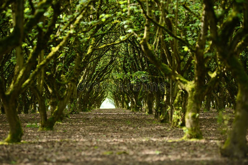 Tree row stock image. Image of branch, farm, green, tree - 43720437