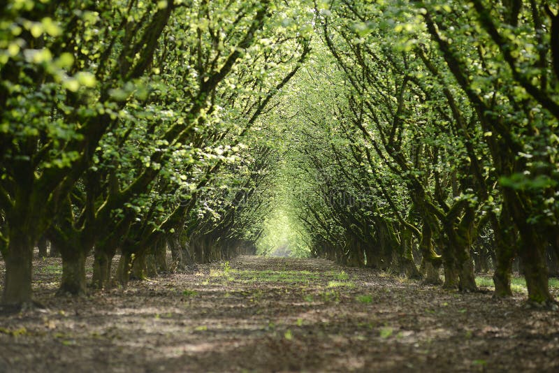 Tree row stock photo. Image of forest, path, spring, ecosystem - 43720442
