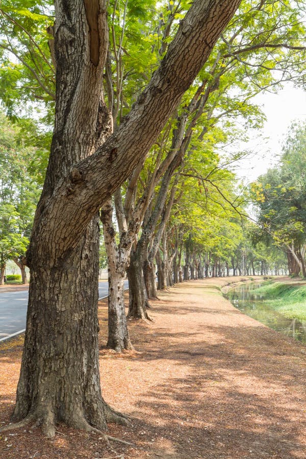 Tree row in the park stock image. Image of line, environment - 69074701