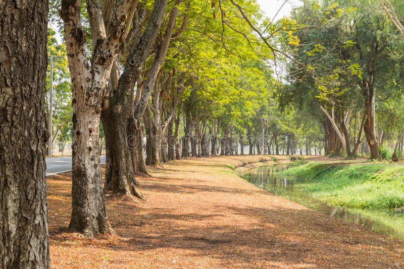 Tree row in the park stock photo. Image of trees, green - 68953692