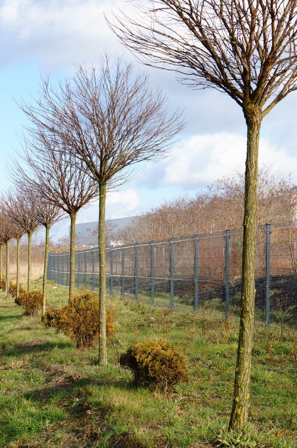 Tree row stock photo. Image of trees, outdoor, tree, fence - 49558610