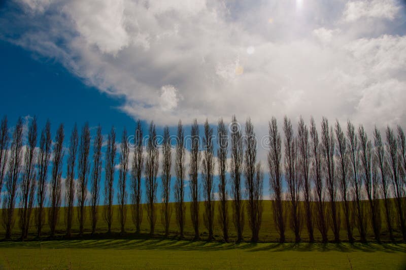 Tree Row stock photo. Image of narrow, trees, belt, scenic - 53101414
