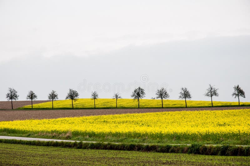 Trees in a Wild Mustard Field Stock Image - Image of flowering ...