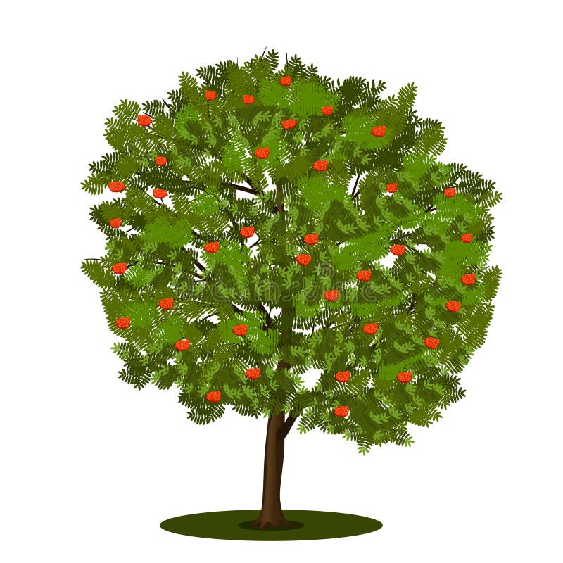 Rowan Tree with Berries for Your Design Stock Vector - Illustration of ...
