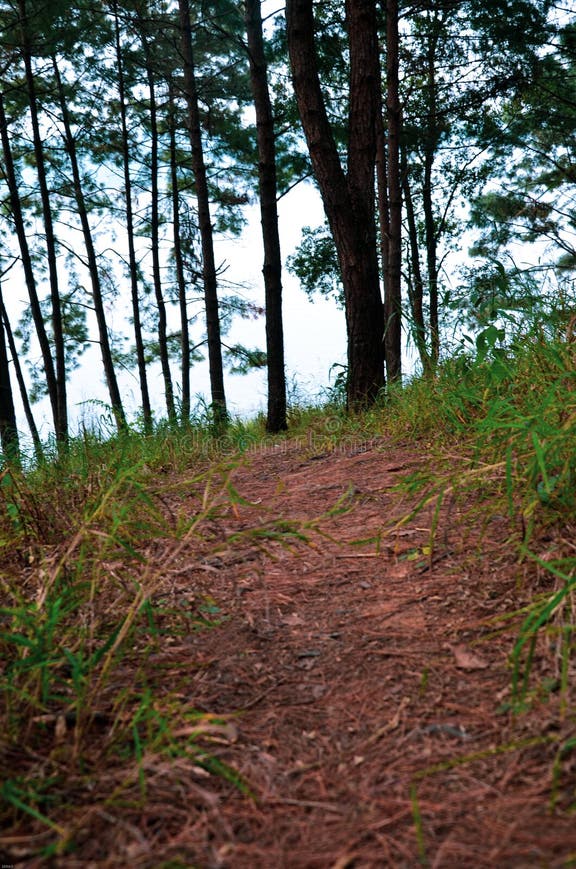 Tree Rows and Walkway through the Forest. Muddy Path Inside the Jungle ...