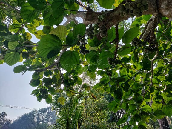 Tree of Roxburgh Fig, Elephant Ear Fig Tree Ficus Auriculata are ...
