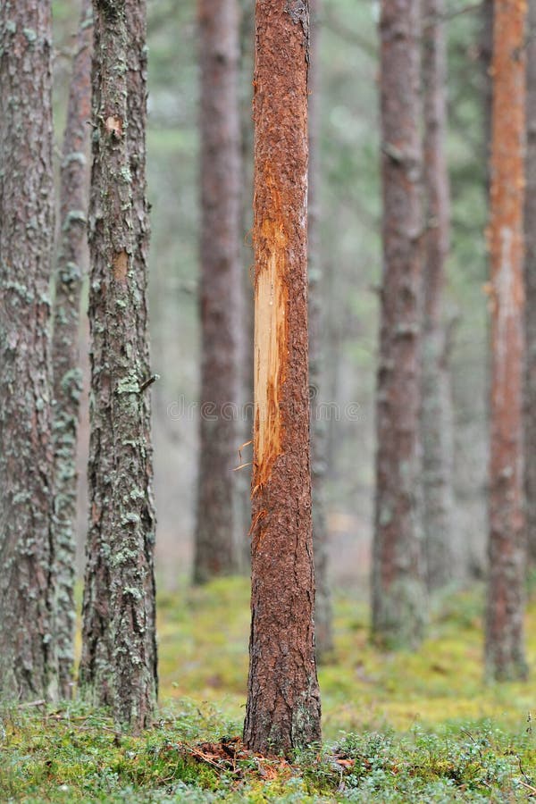 Tree rubbed by moose stock photo. Image of sylvestris - 22078650