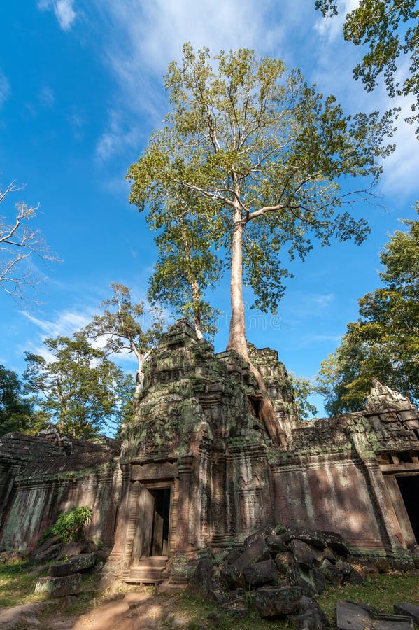 Tree and ruin stock image. Image of prohm, heritage, historic - 83332599