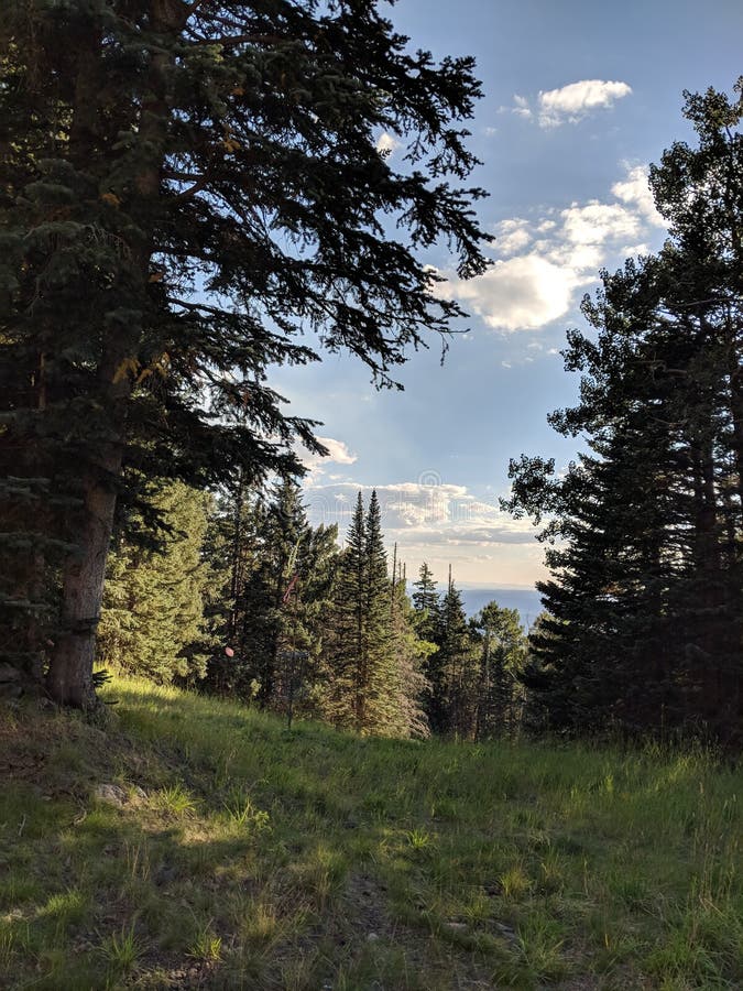 Tree run stock image. Image of tree, forest, summer - 127624925