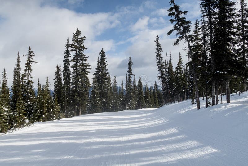 Tree runs at a ski resort stock image. Image of nature - 182599067