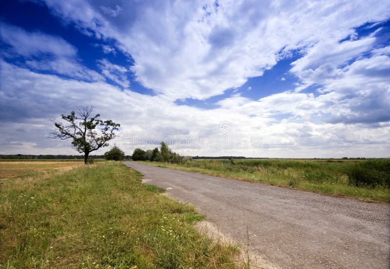 Tree in the rural stock photo. Image of beauty, rain, rural - 2957538