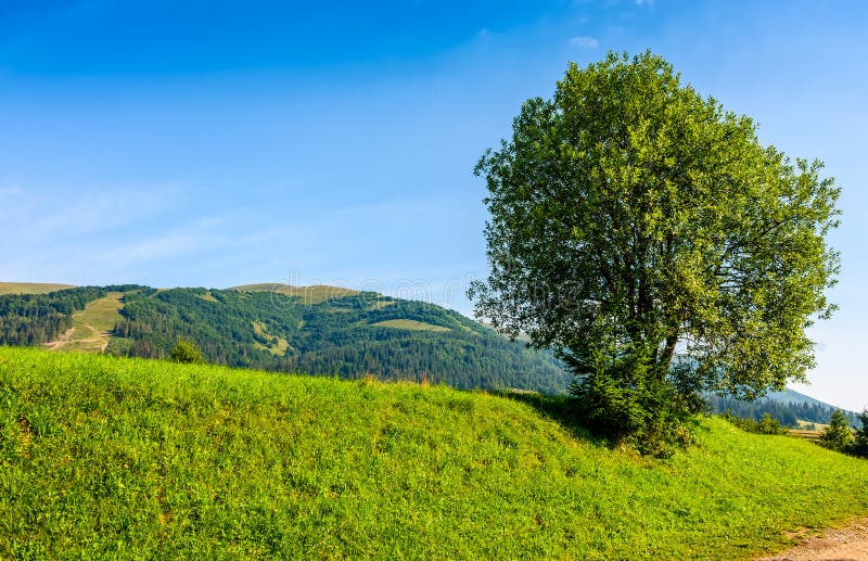 Tree in Rural Area on Beautiful Summer Day Stock Image - Image of ...