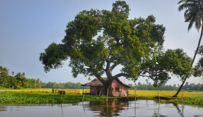 Tree, Rural Area, Plant, Wetland Stock Image - Image of floodplain ...