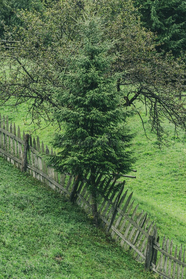 Tree in Rural Garden stock photo. Image of trees, outdoor - 233356806