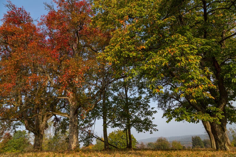 Tree in Rural Landscape in Autumn Stock Photo - Image of sunlight ...
