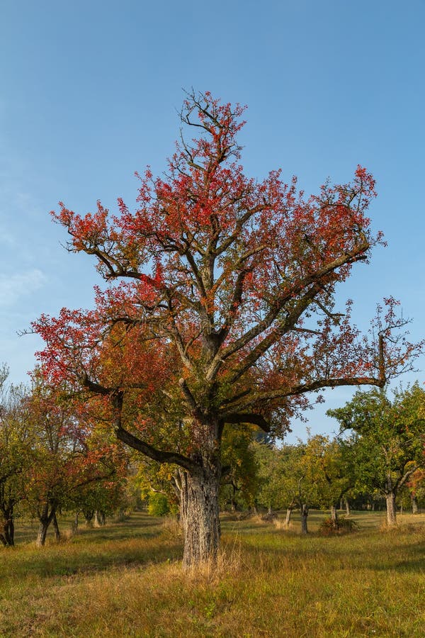 Tree in Rural Landscape in Autumn Stock Image - Image of sunny, scent ...