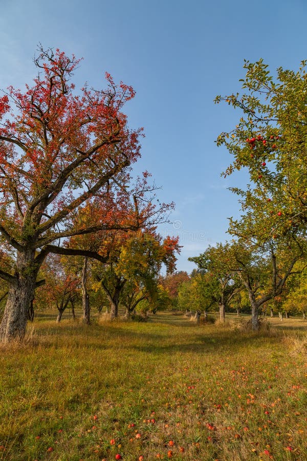 Tree in Rural Landscape in Autumn Stock Photo - Image of field ...