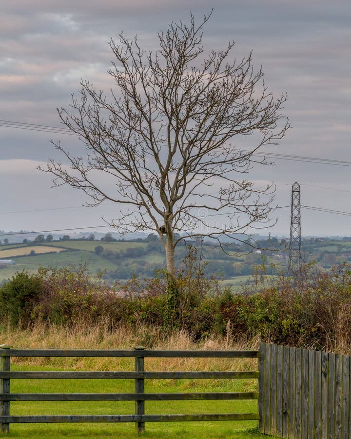 A tree in rural Ethiopia stock photo. Image of africa - 42974604