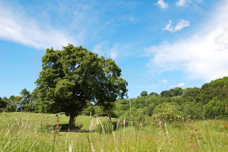 Tree in Rural Settings stock photo. Image of lone, horizon - 2543532