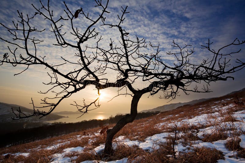 Tree from Russia 2 stock photo. Image of rocks, russia - 7165358