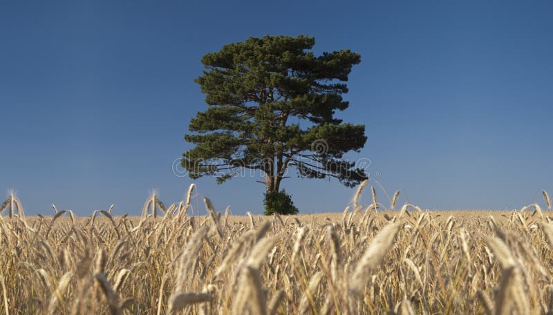 Tree in the rye field stock photo. Image of farming, tree - 16510260