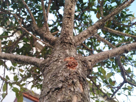 Tree& X27;s Action Healing Process Time Stock Image - Image of time ...