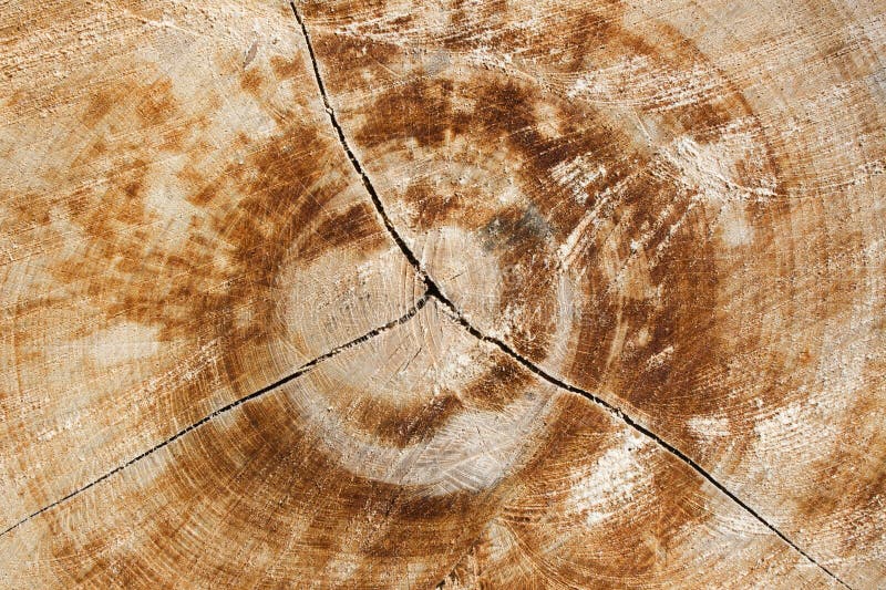 The Tree S Age Rings Form a Textured Background, Revealing a History ...