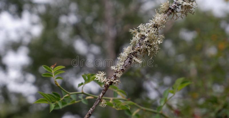 Tree`s bran with lichen stock image. Image of floral - 228755351
