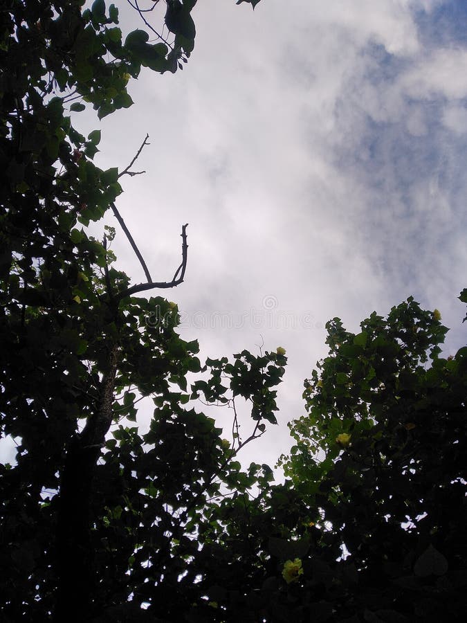 The Tree& X27;s Branch and Clouds Meeting at Evening Stock Image ...