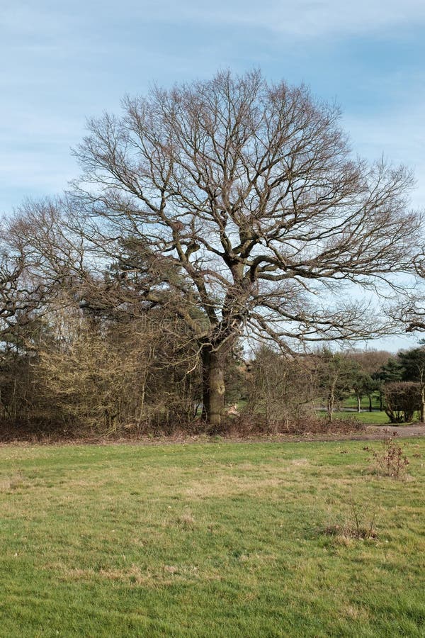 A Large, Leafless Tree Stands Prominently in a Grassy Field Under a ...