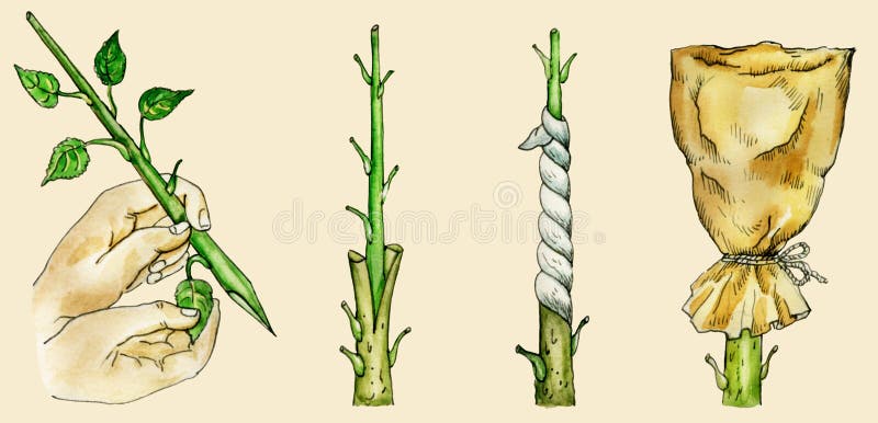 Tree`s Cleft Grafting Methods Stock Illustration - Illustration of step ...