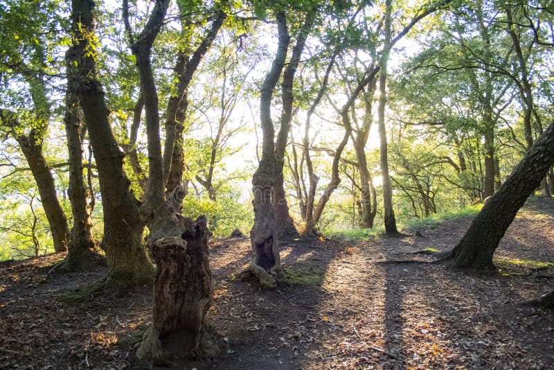 Stubby Tree S with Sun Backlight Stock Photo - Image of park, deciduous ...