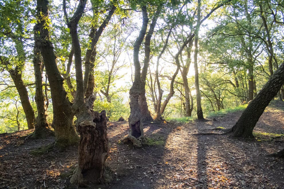 Stubby Tree S with Sun Backlight Stock Photo - Image of park, deciduous ...