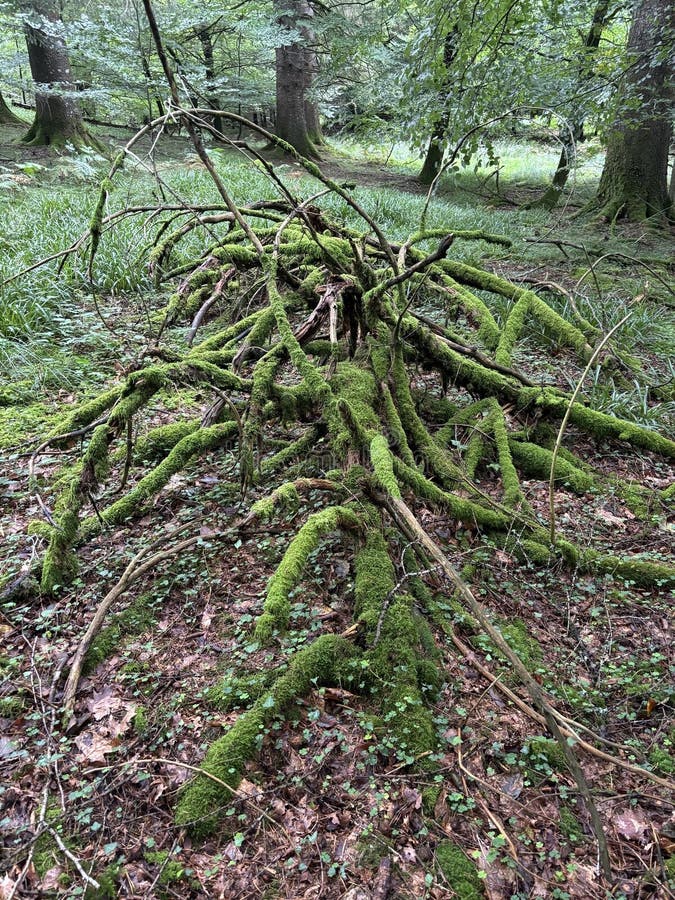 Green Octopus in the Forest of País Vasco Stock Photo - Image of vector ...