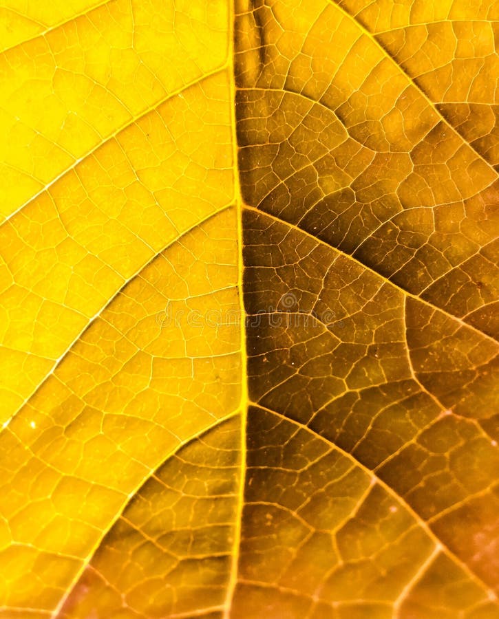 Tree S Leaf Texture in Yellow Color Stock Photo - Image of yellow ...