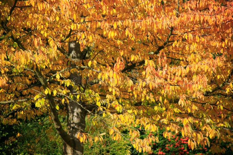 Tree with it S Leaves in Gold Autumn Colour Stock Photo - Image of ...