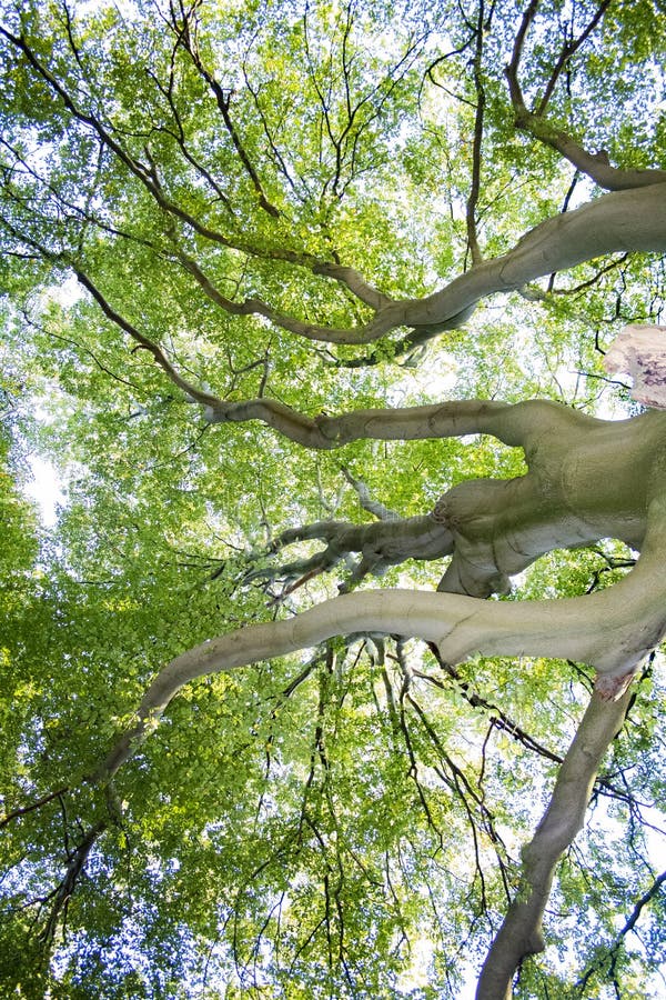 Tree as seen from below stock photo. Image of leaf, photographed ...