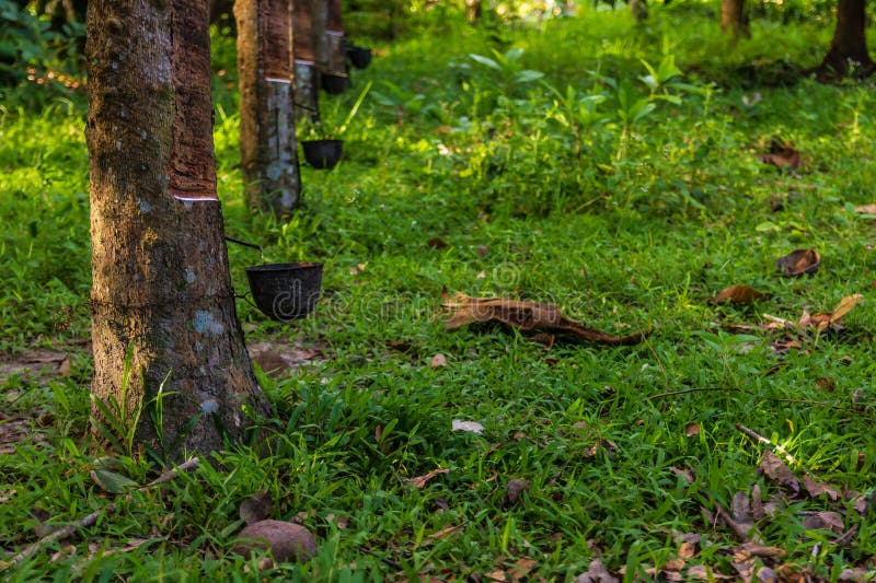 Latex Rubber Tree S Line Up in Nature Garden Stock Photo - Image of ...