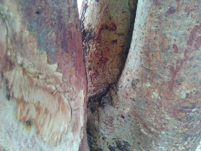 Tree& X27;s Natural from Stock Photo - Image of trees, form: 119199404