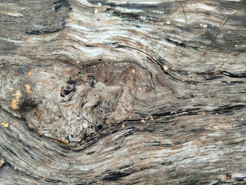 The Tree S Peeling Bark Reveals a Nice Wood Pattern Stock Photo - Image ...