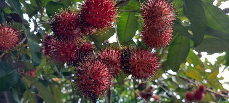 The Tree S Red Rambutan Fruit is Hanging There. Stock Photo - Image of ...