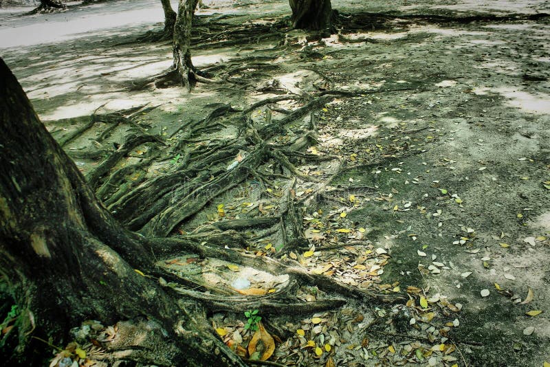 Tree s roots stock image. Image of tree, asia, panorama - 76089317