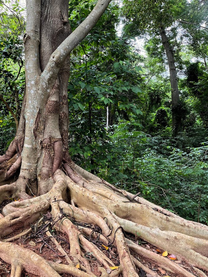 Tree´s Roots Traveling Everywhere. Stock Photo - Image of magical ...
