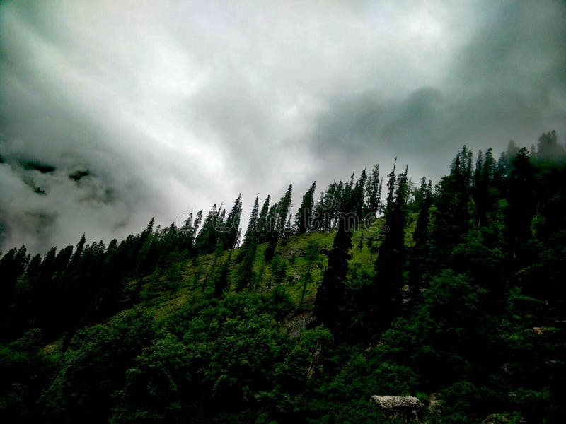 Tree& X27;s Running Down the Hill Stock Photo - Image of trees, running ...