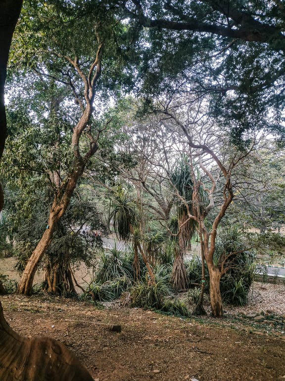 Tree S, Shade, Greenery, Branches, Tranquility, Scenery Stock Photo ...