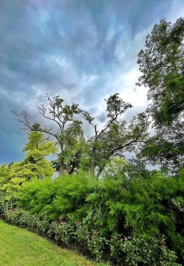 Tree S Storm Clouds Sky Green Blue Stock Photo - Image of clouds, storm ...