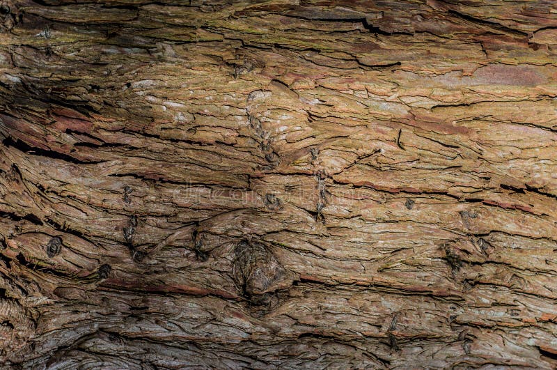 4,878 Forrest Texture Stock Photos - Free & Royalty-Free Stock Photos ...