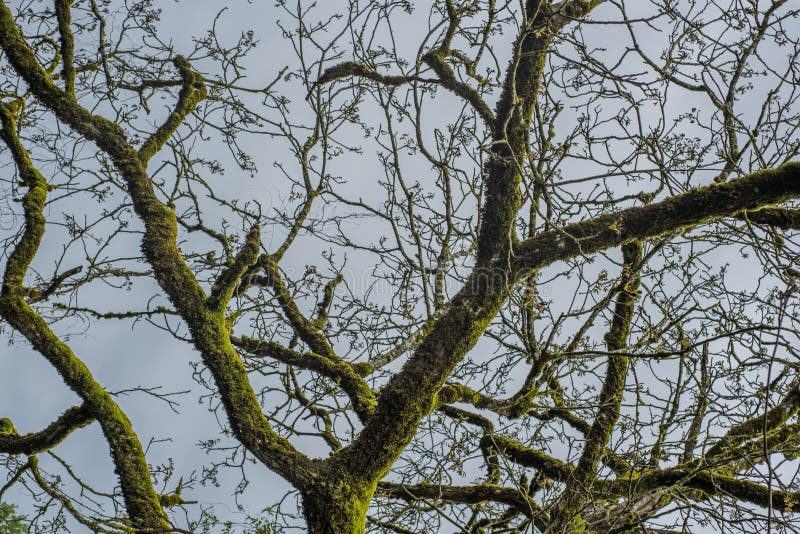 Tree s top branches stock photo. Image of pattern, natural - 320024624