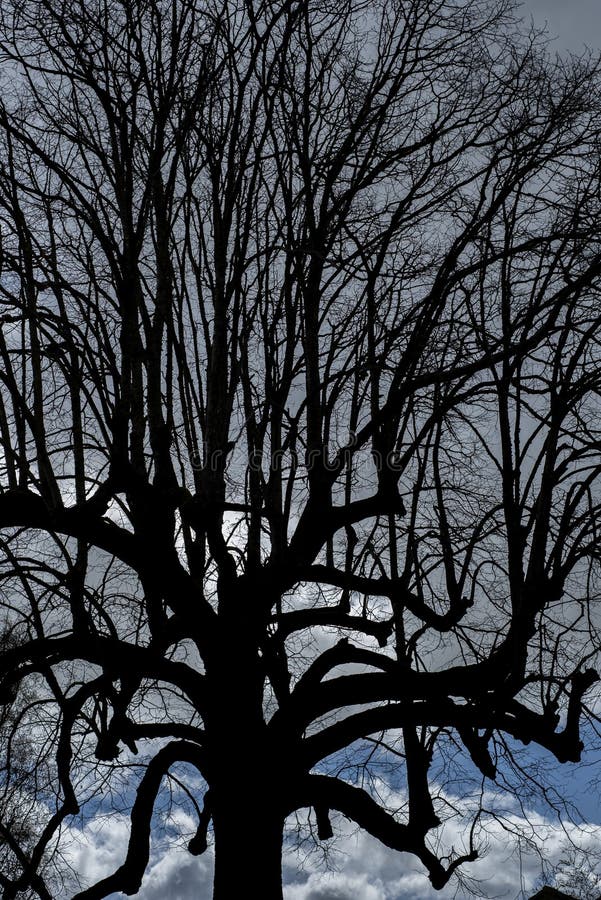 Tree s top branches stock photo. Image of pattern, natural - 320024624